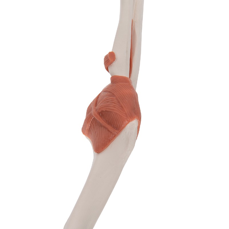 Functional Elbow Joint Model w/ Ligaments | Health and Care